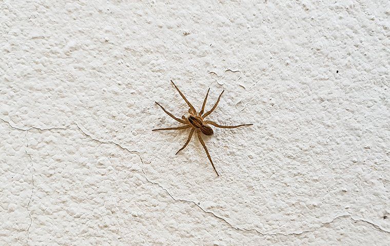 The Ultimate Spider Prevention Guide For El Paso Homes | AAA Pest ...