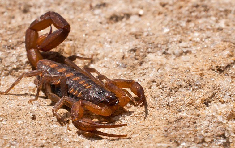 Stop Scorpions In Their Tracks: Top Techniques For Control For El Paso ...